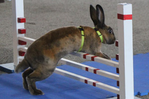 Rabbit – WSF Competitions