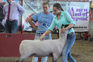 Sheep 2 – WSF Competitions