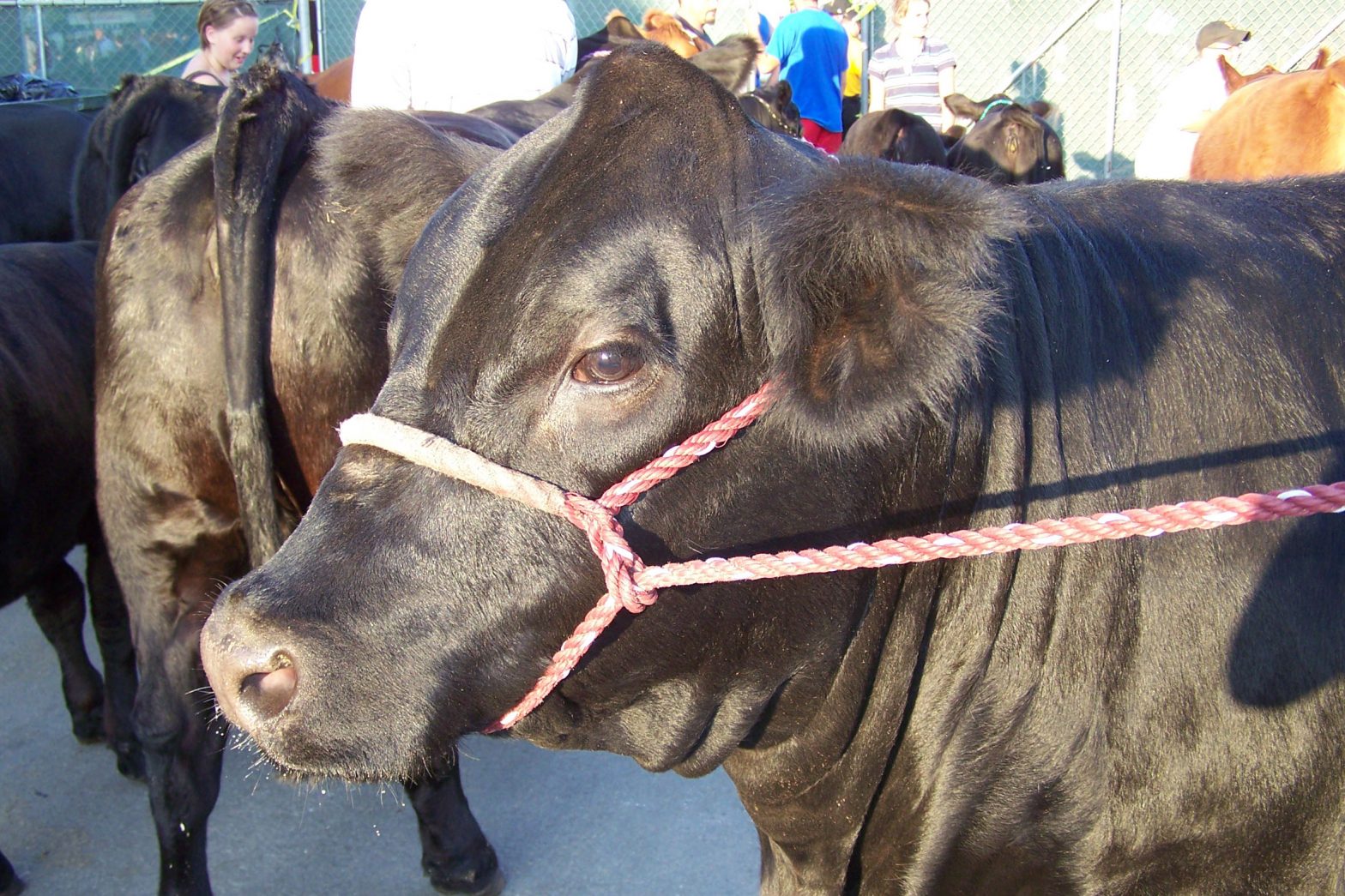 open beef – WSF Competitions