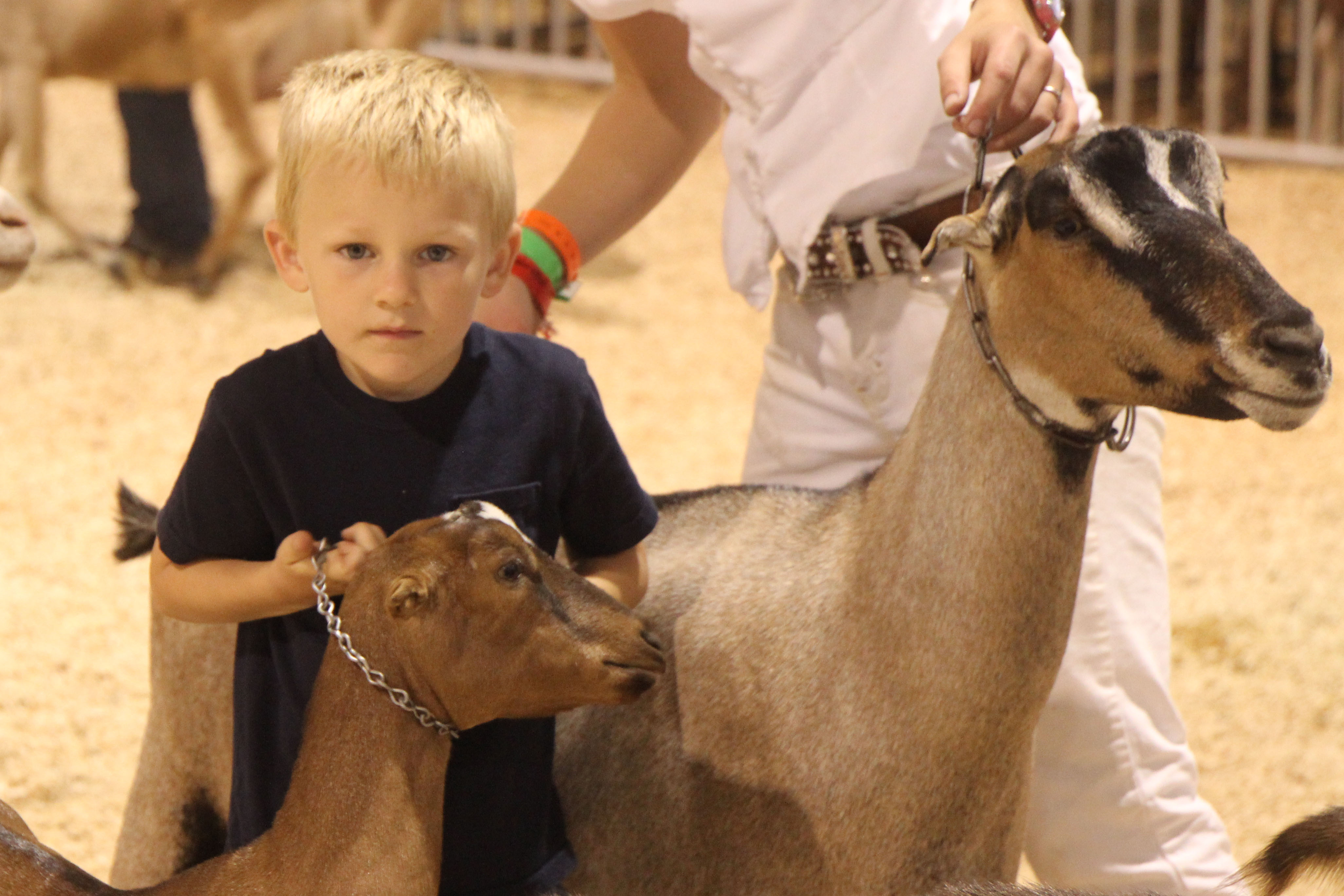 open goats – WSF Competitions