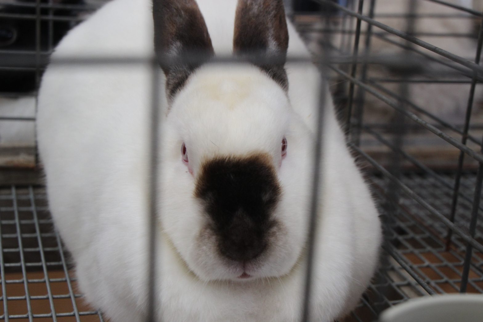 open rabbit – WSF Competitions