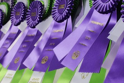 Judging Results – WSF Competitions