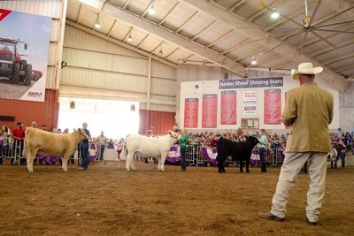 Junior Beef Cattle – WSF Competitions
