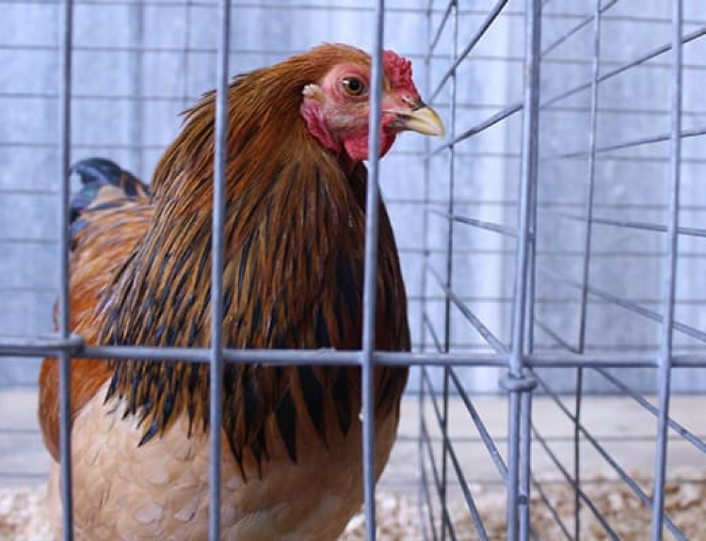 Draft Horses – WSF Competitions