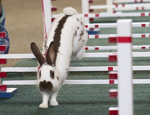 Open Beef Cattle – WSF Competitions
