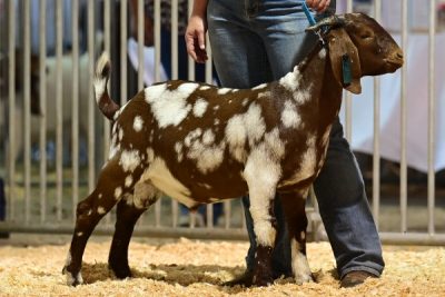 Open Livestock Shows – WSF Competitions