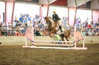 Open Livestock Shows – WSF Competitions