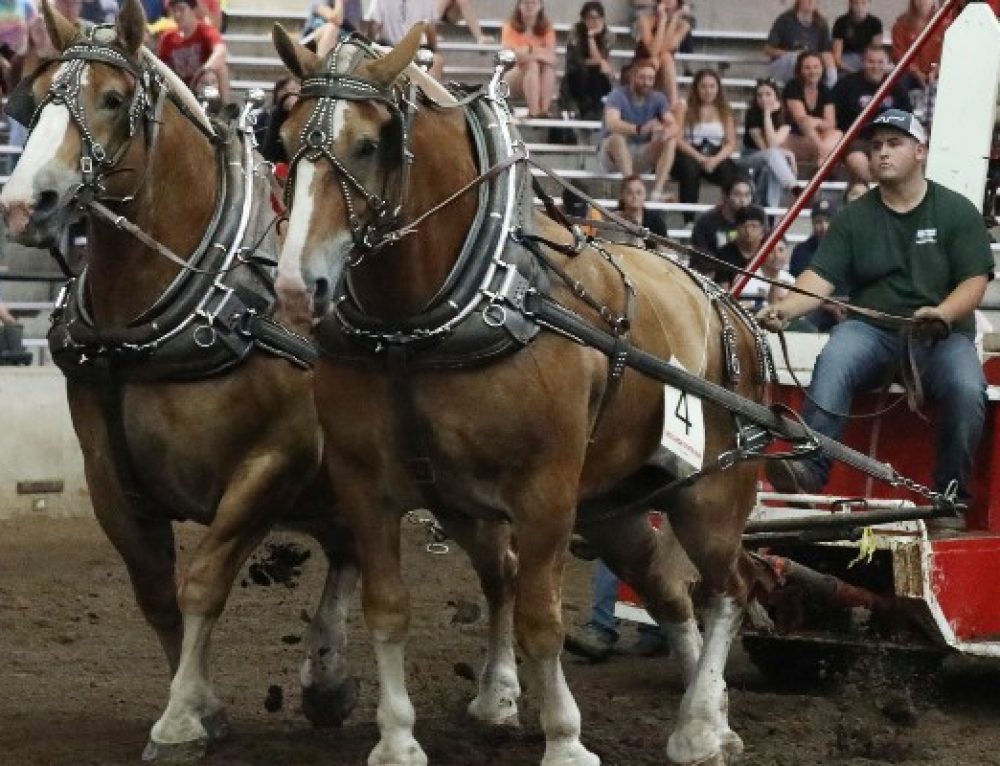 Livestock Shows – WSF Competitions