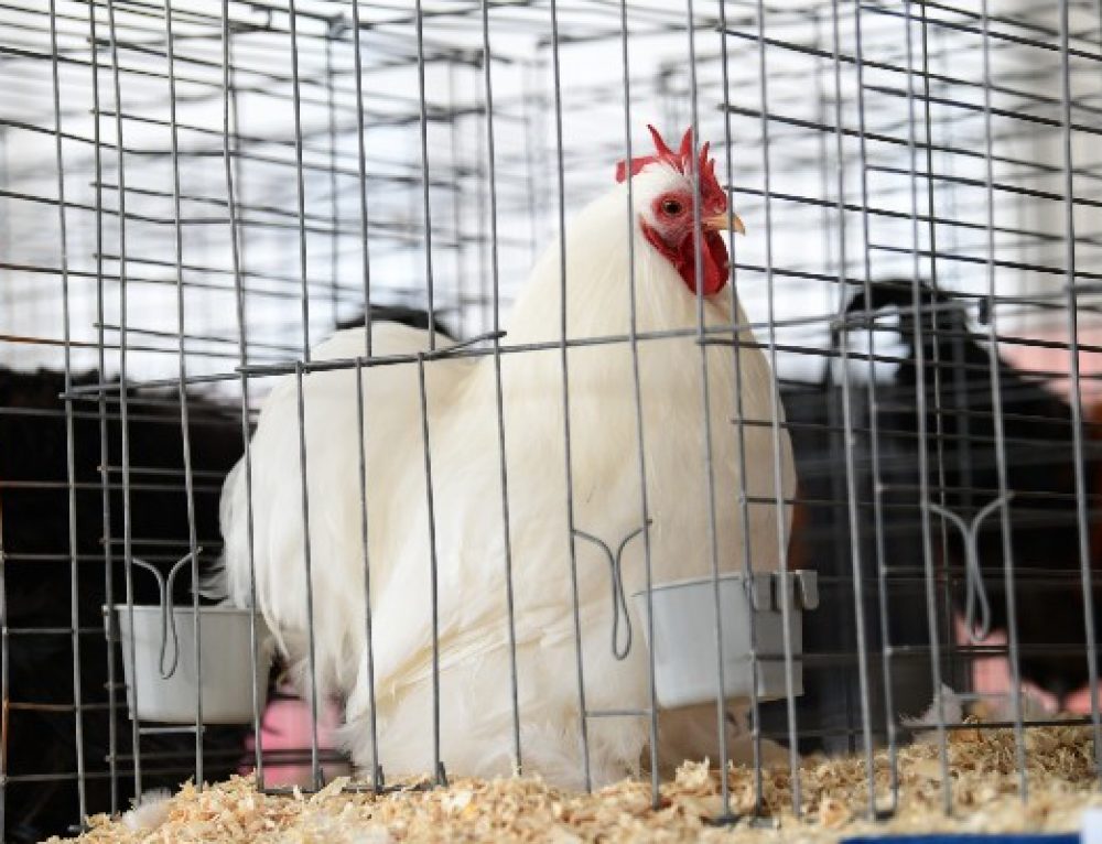 Draft Horses – WSF Competitions