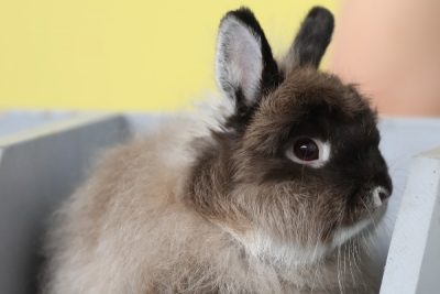 Open Rabbits – WSF Competitions