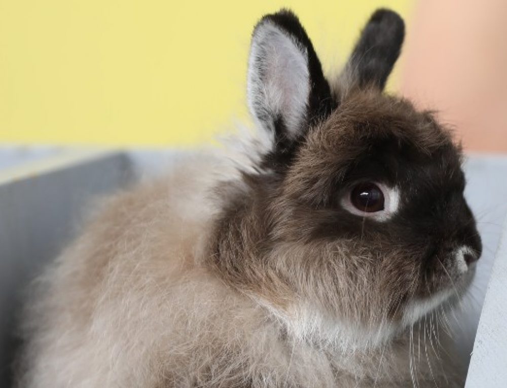 Draft Horses – WSF Competitions