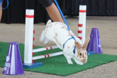 Open Rabbit Hopping – WSF Competitions