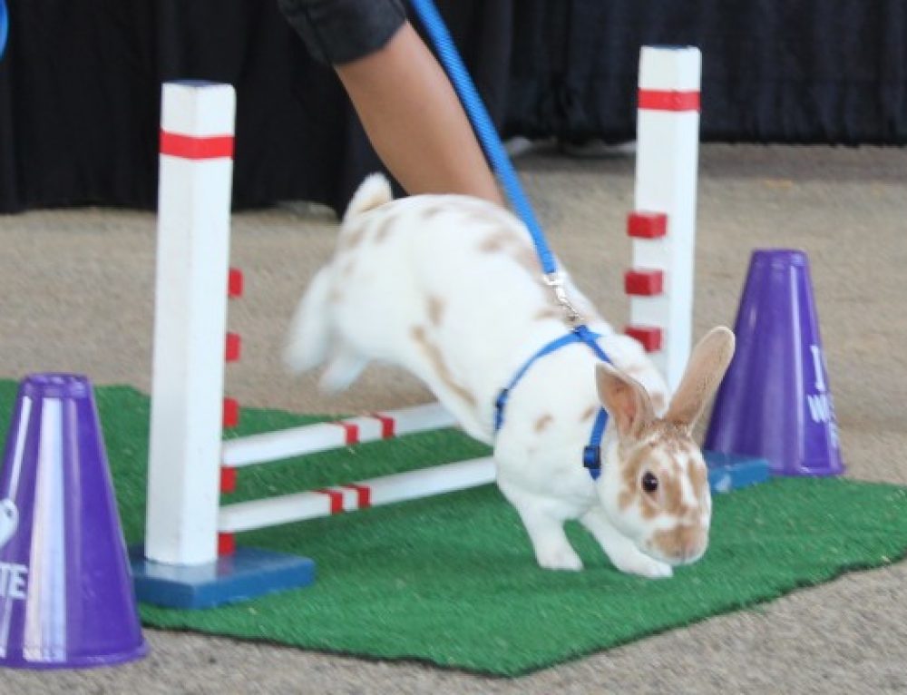 Draft Horses – WSF Competitions