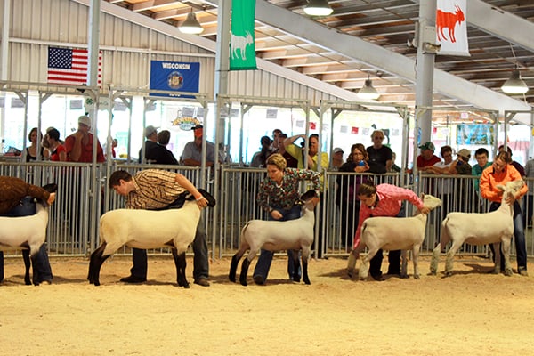 Sheep – Wisconsin State Fair