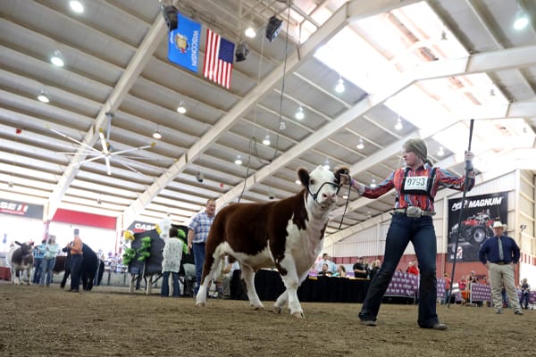 Cattle – Wisconsin State Fair